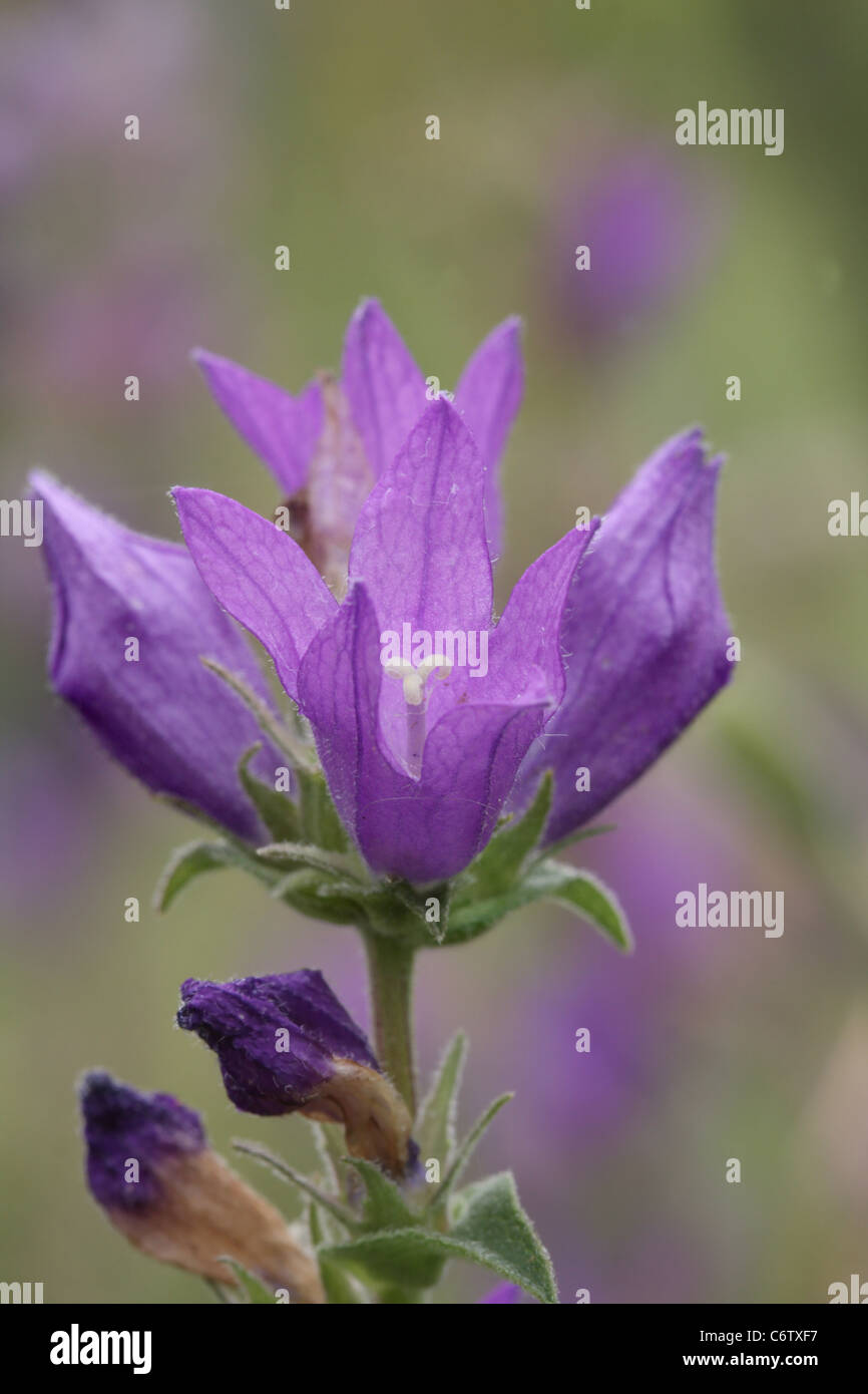 Autumn Gentian, Gentianella amarella, flower Stock Photo - Alamy
