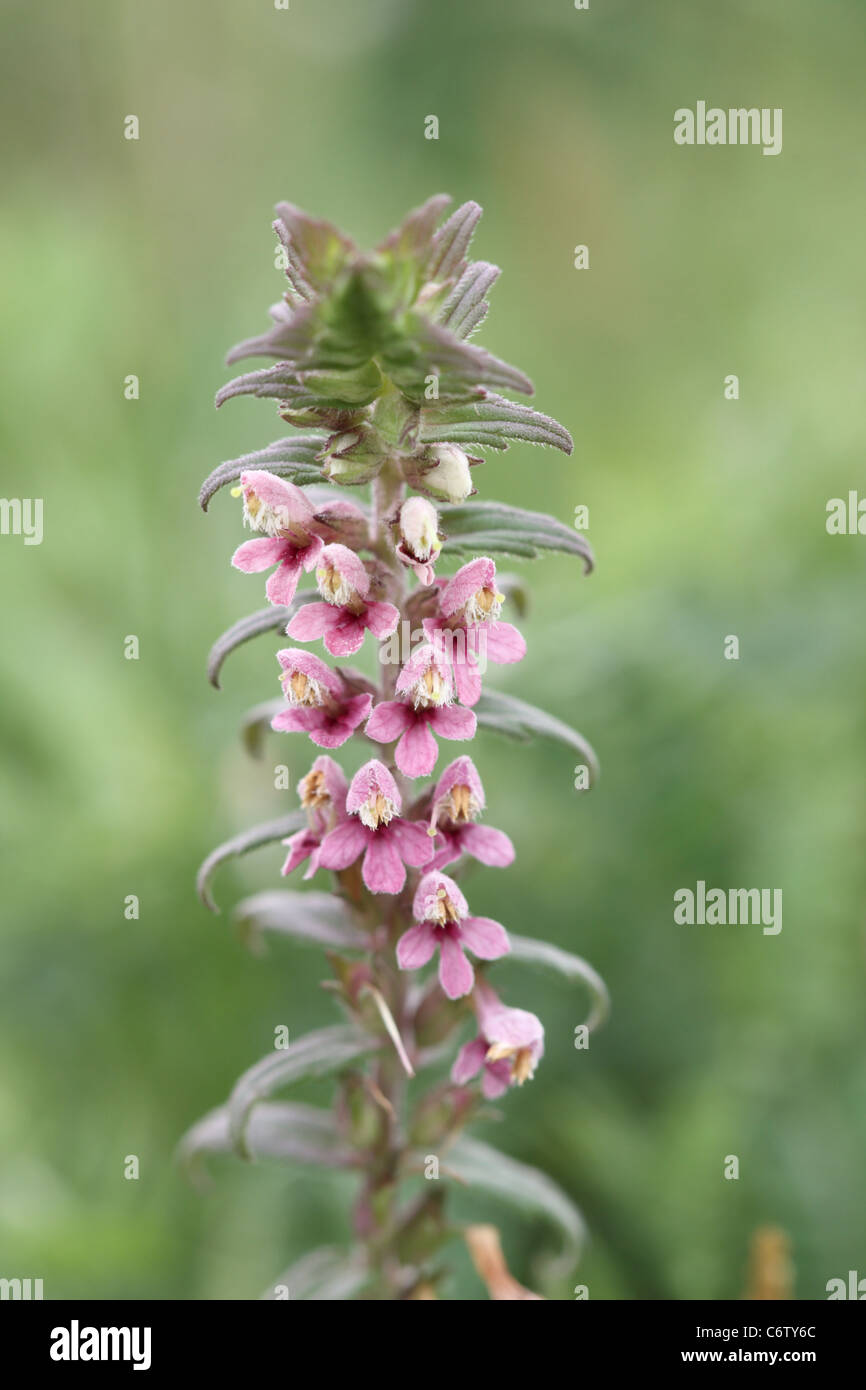 Red Bartsia flower spike Stock Photo - Alamy