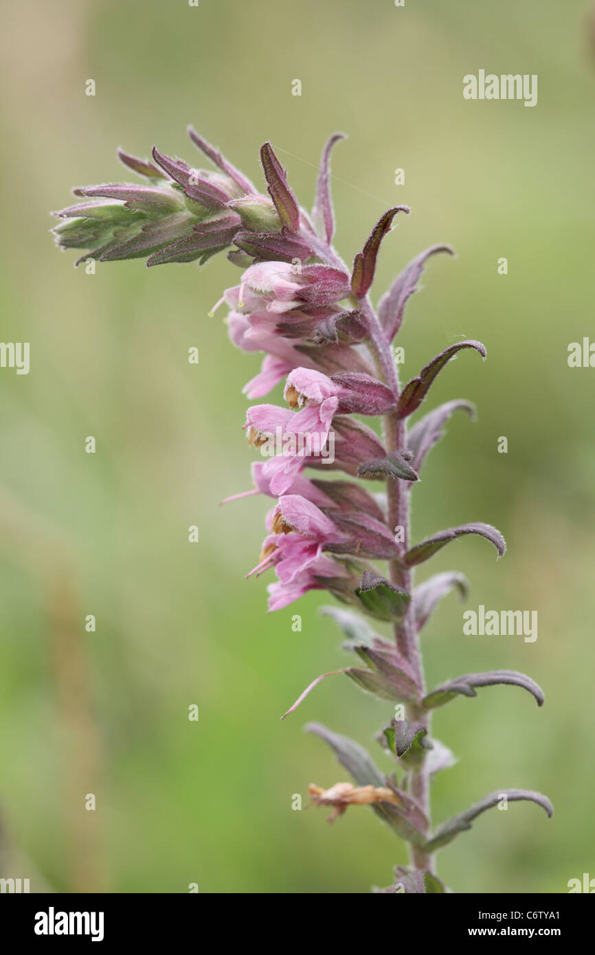 Red Bartsia flower spike Stock Photo - Alamy