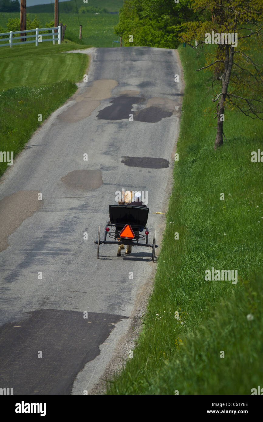 Amish woman driving a open horse buggy on the road rear view in Ohio ...