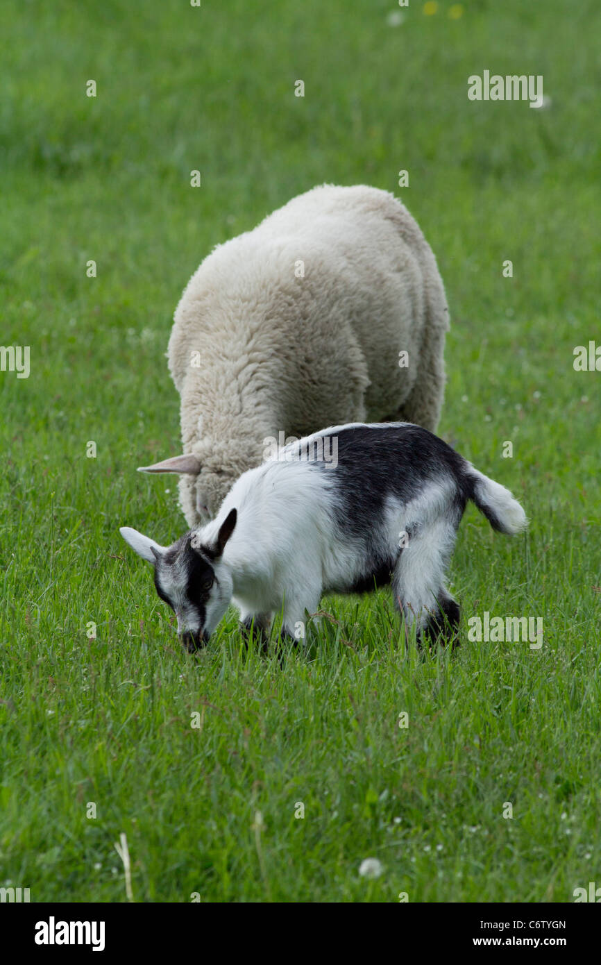 American rural landscape and domestic goat with grazing sheep nobody ...