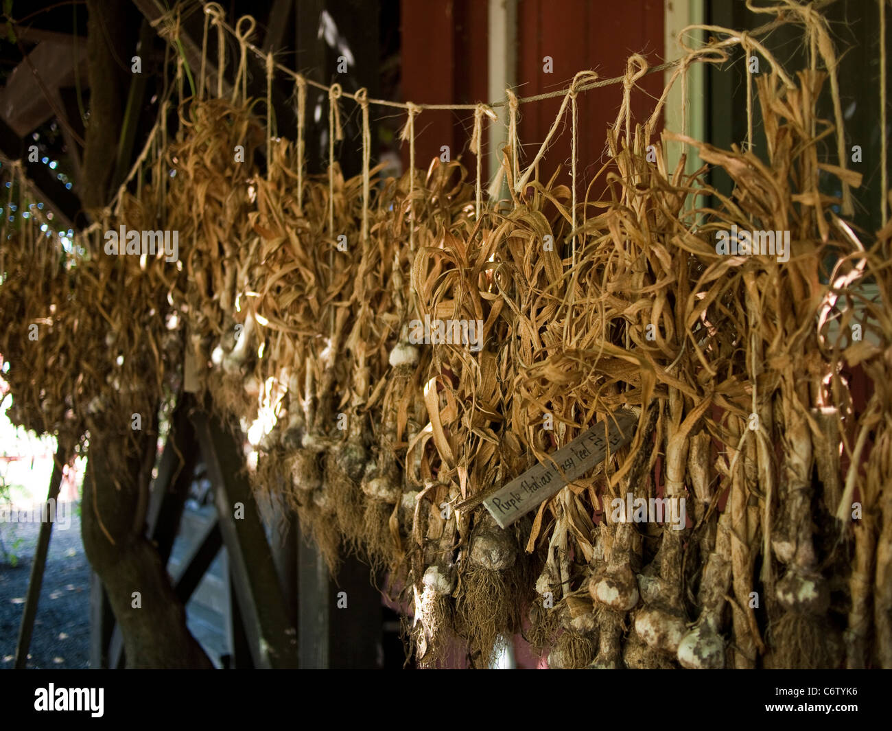 Drying Garlic, Napa Valley, California Stock Photo - Alamy