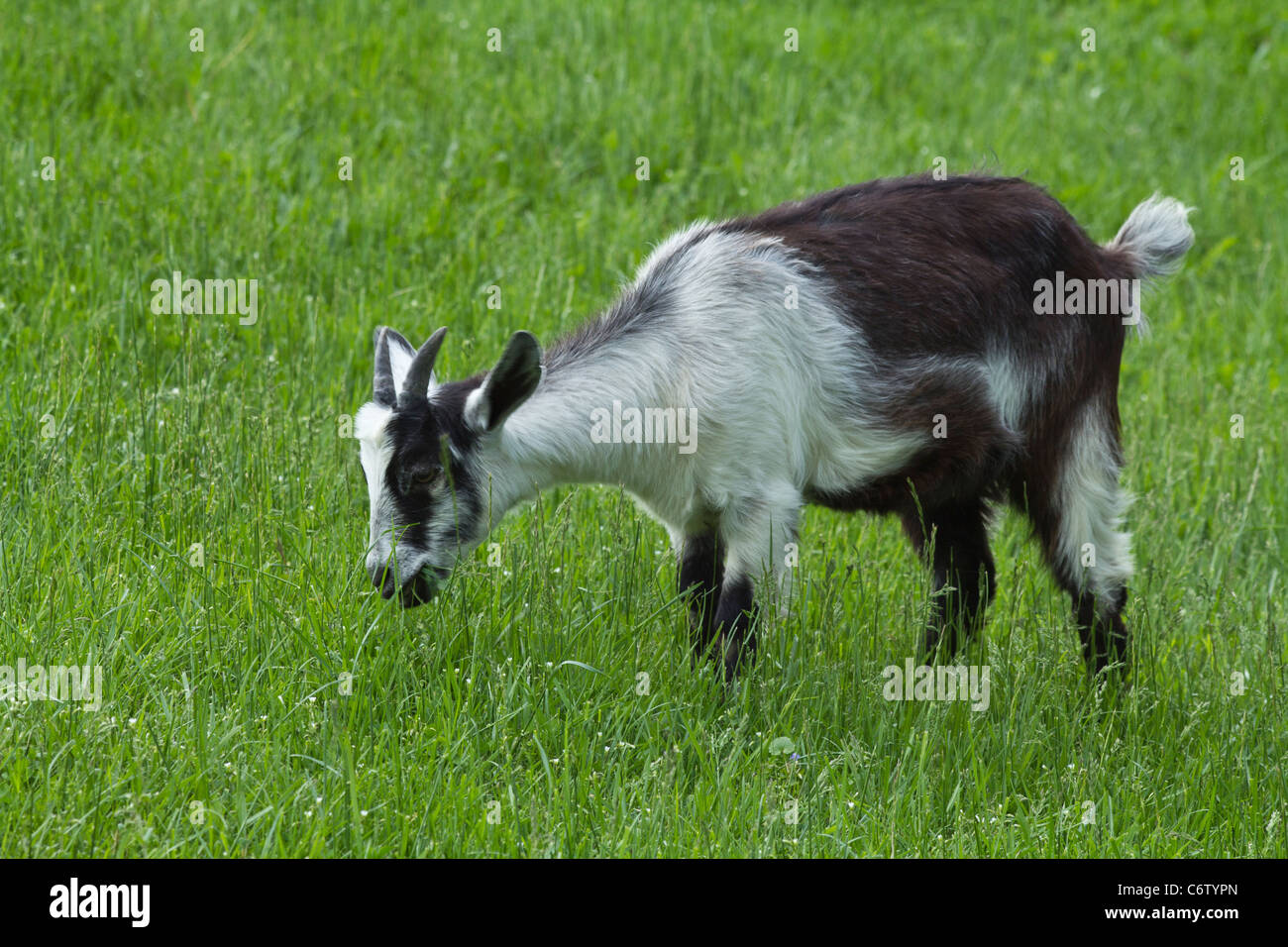 The domestic goat with sheep grazing Spring arrived finally here ...