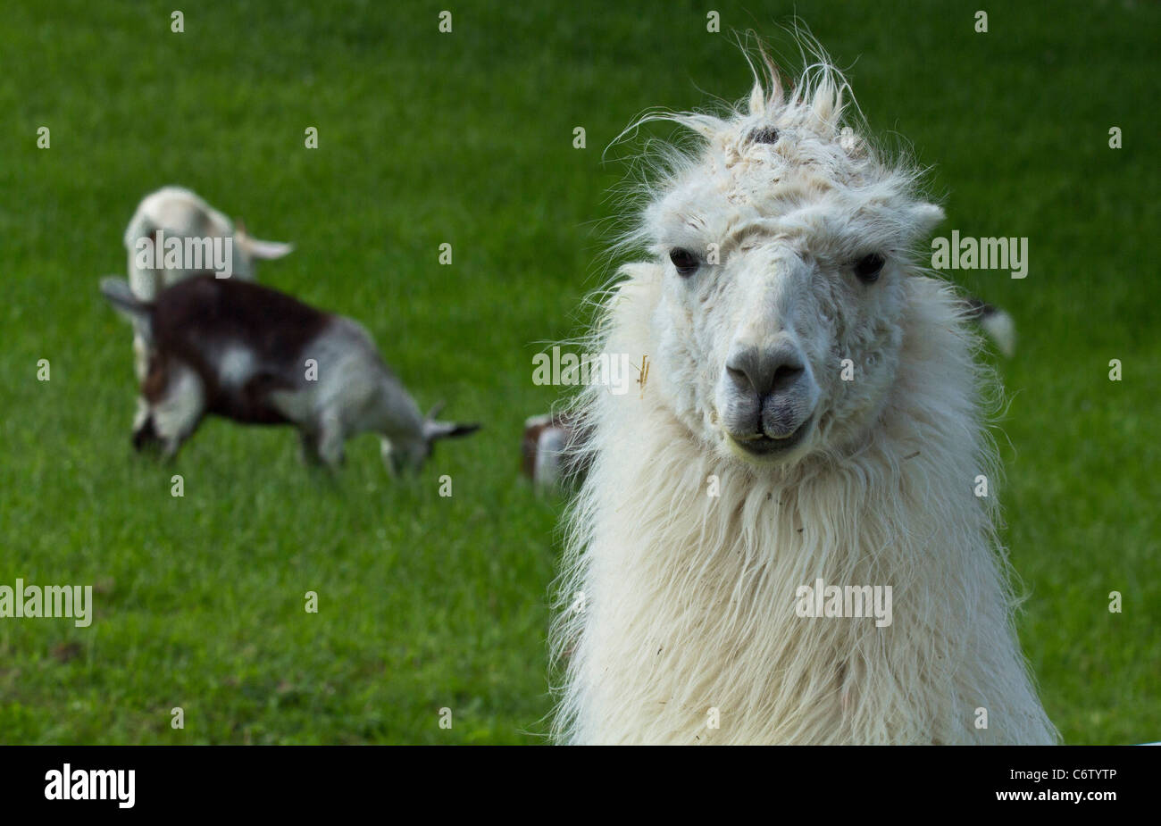 Portrait of a Lama glama head image pictured nobody none horizontal ...