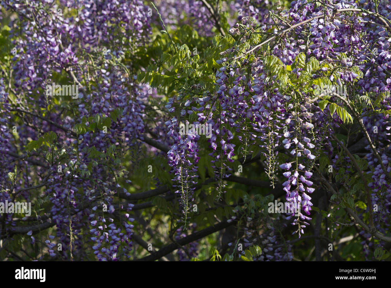 Wisteria floribunda multijuga hi-res stock photography and images - Alamy