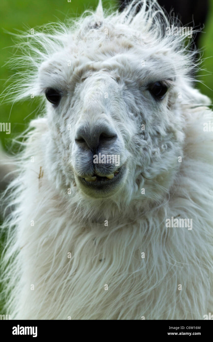 Lama Laughing High Resolution Stock Photography and Images - Alamy