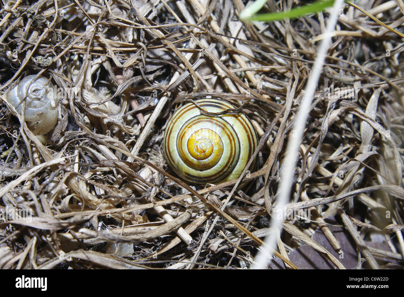 White-lipped snail in grass Cepaea hortensis Stock Photo - Alamy