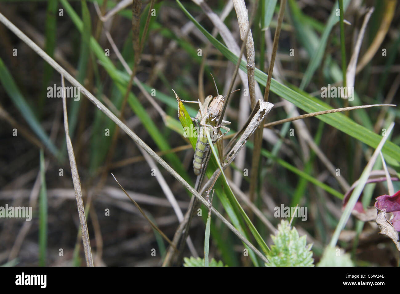 Field grasshopper common field grasshopper hi-res stock photography and ...