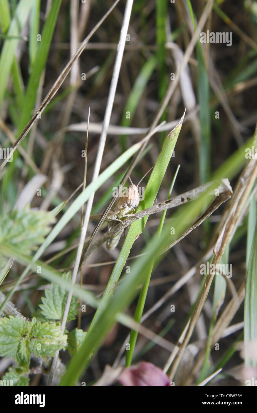 Field grasshopper common field grasshopper hi-res stock photography and ...