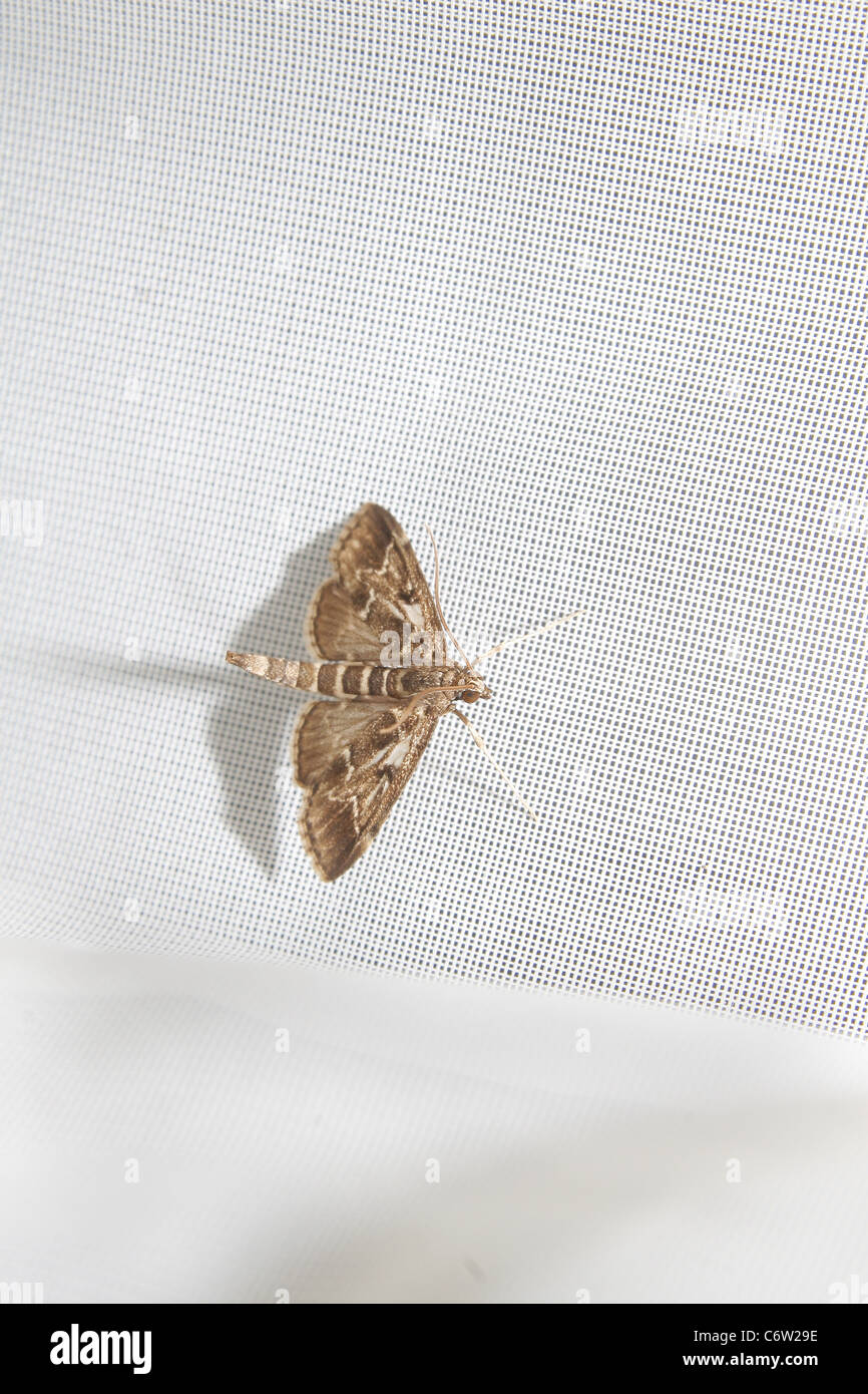 Mother of Pearl moth on white net curtain Pleuroptya ruralis Stock ...