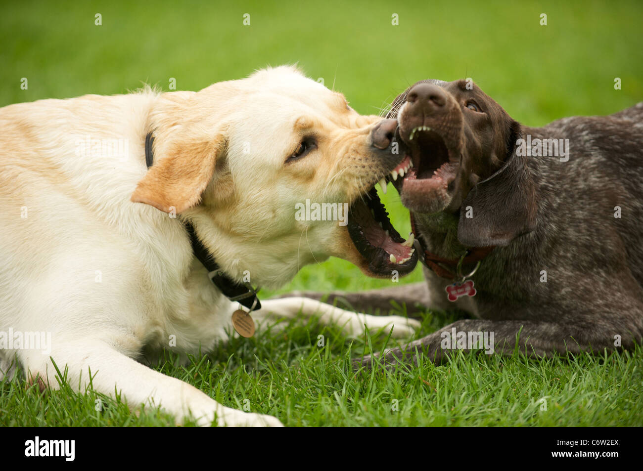A Yellow Labrador plays with a German Pointer Stock Photo - Alamy