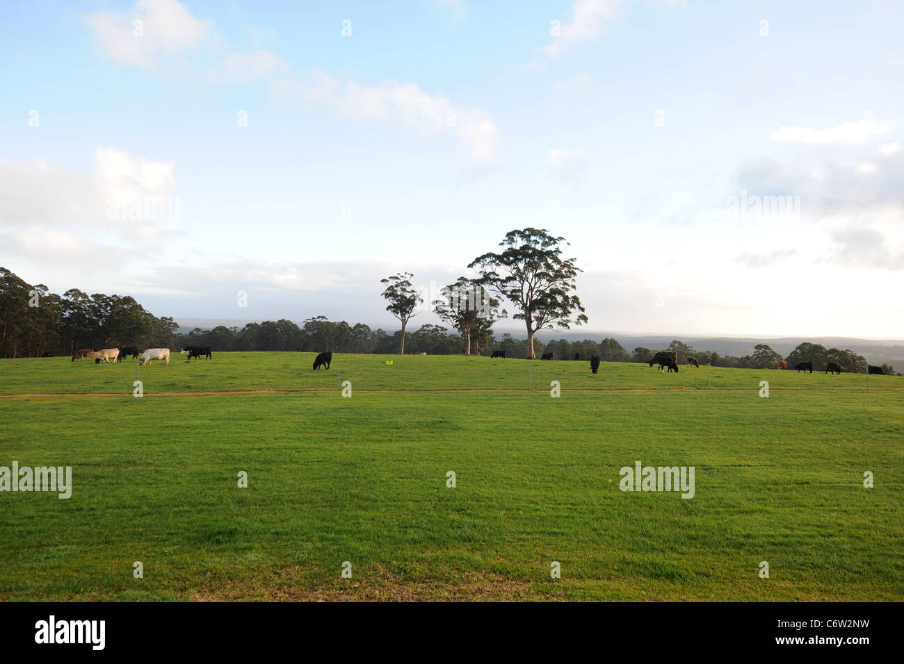 Cattle station australia outback hi-res stock photography and images ...