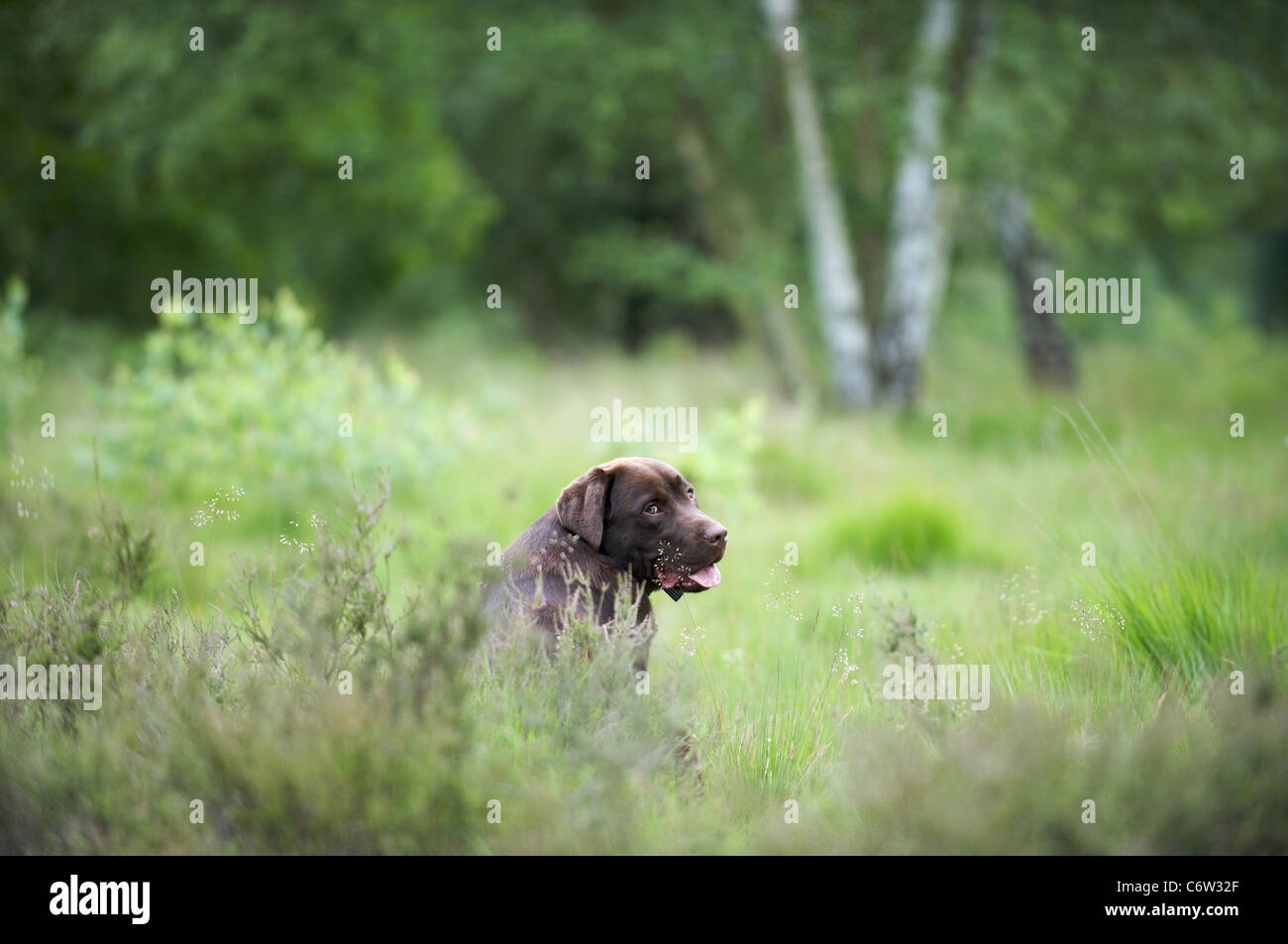 Archie the Chocolate Labrador Stock Photo - Alamy