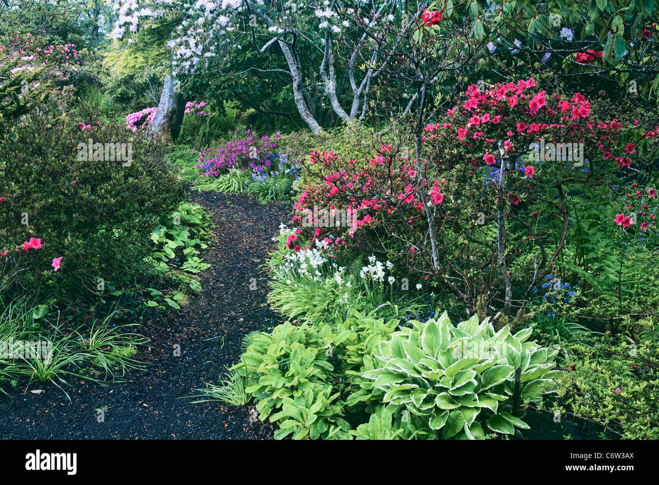 Pathway leads past spring bloom of rhododendrons and azaleas in the ...