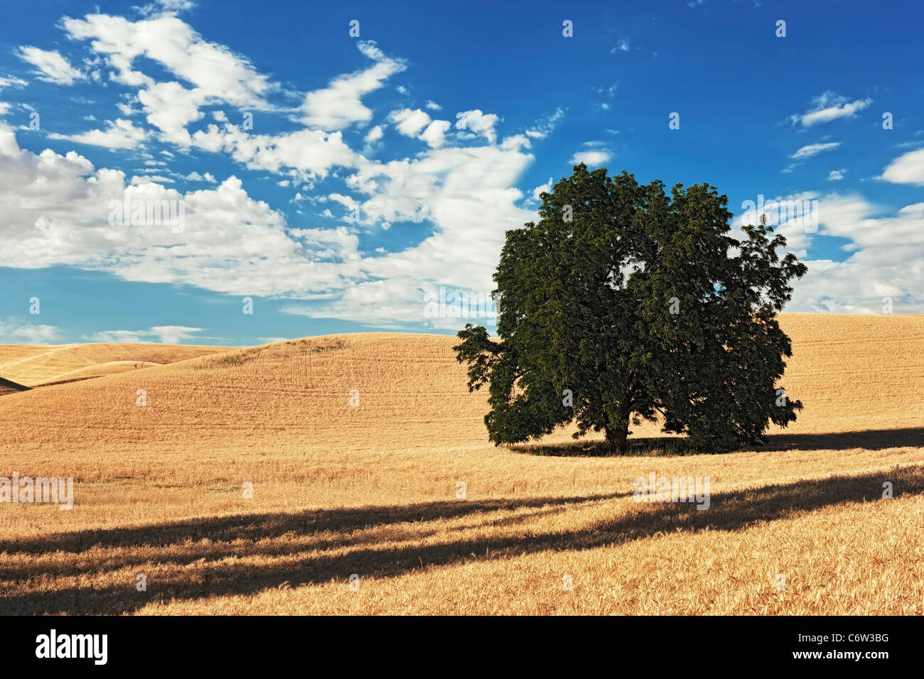 Solitary tree stands among the summer golden wheat fields of eastern ...