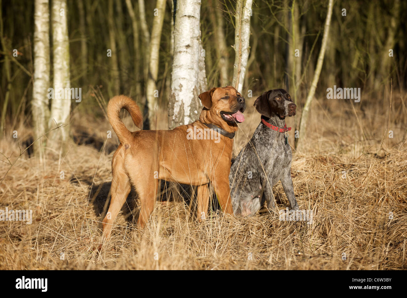 Lolly the Pointer and Soloman the Mastiff Stock Photo - Alamy