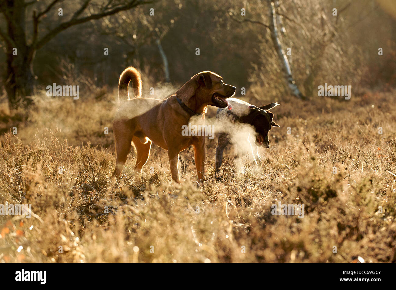 Lolly the German Pointer and Solomon the Mastiff cross Stock Photo - Alamy