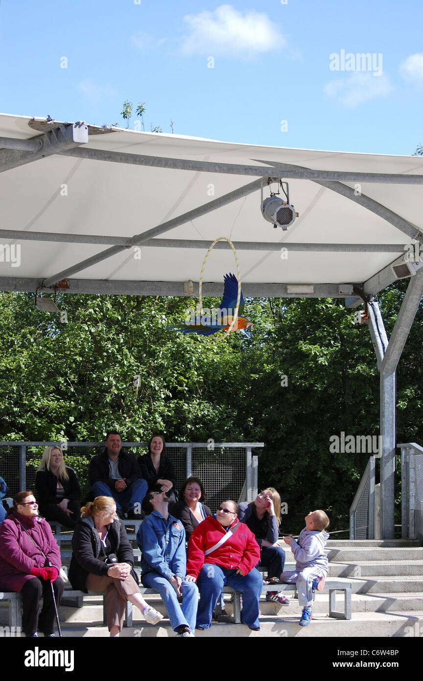 Crowd at Macaw flying display watching it fly through hoop Stock Photo ...