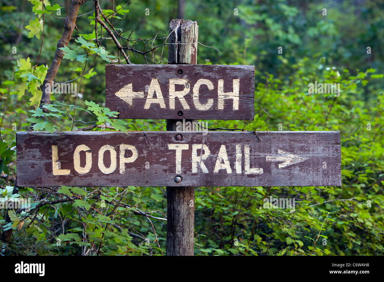 Sign, signpost in a lush green mountain forest pointing directions for ...