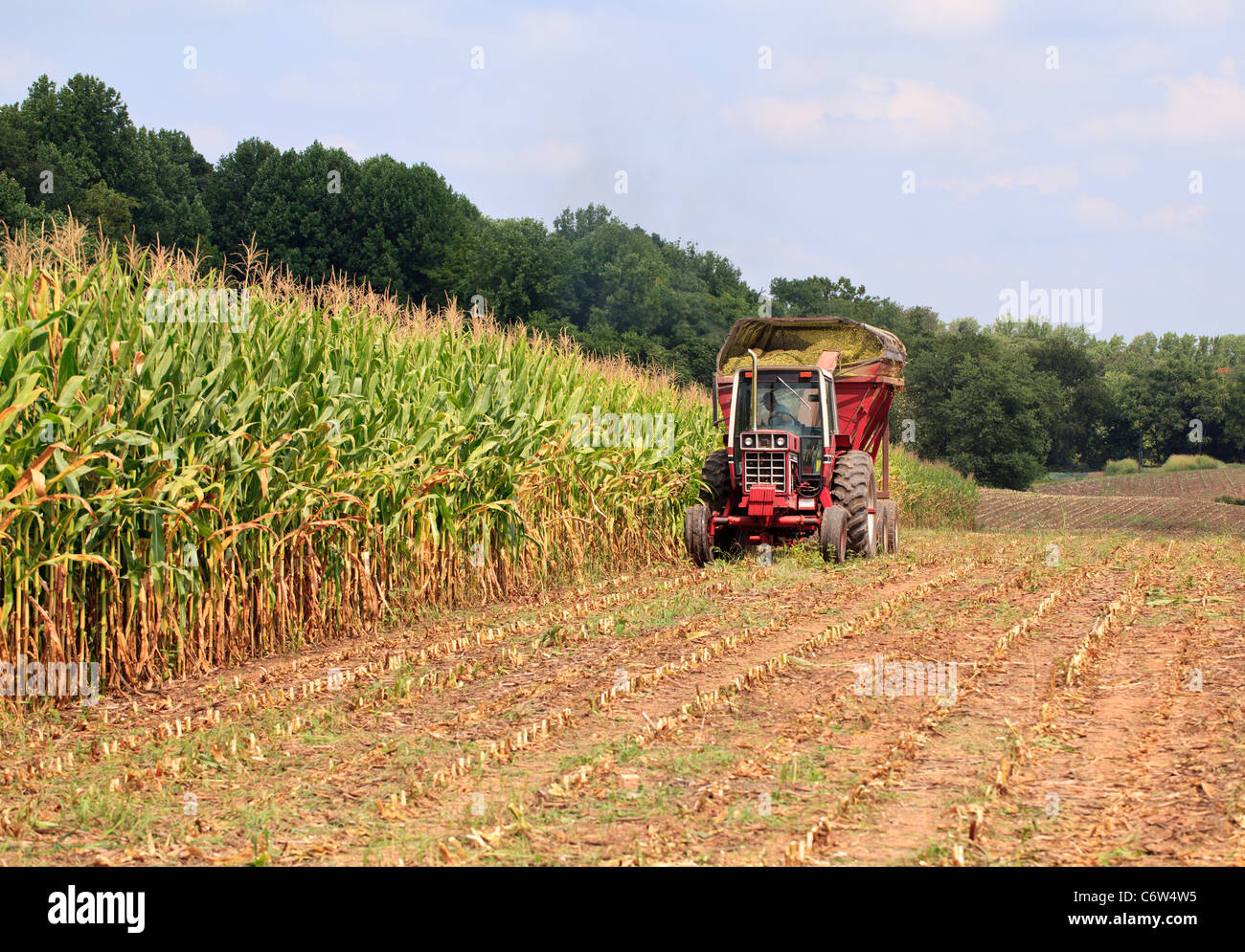 Field of corn being harvested in the late summer Stock Photo - Alamy