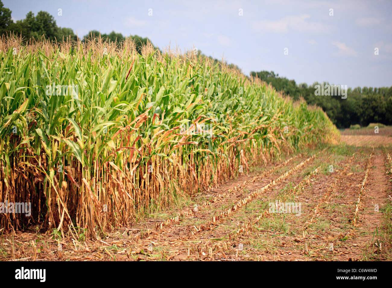 Field of corn being harvested in the late summer Stock Photo - Alamy