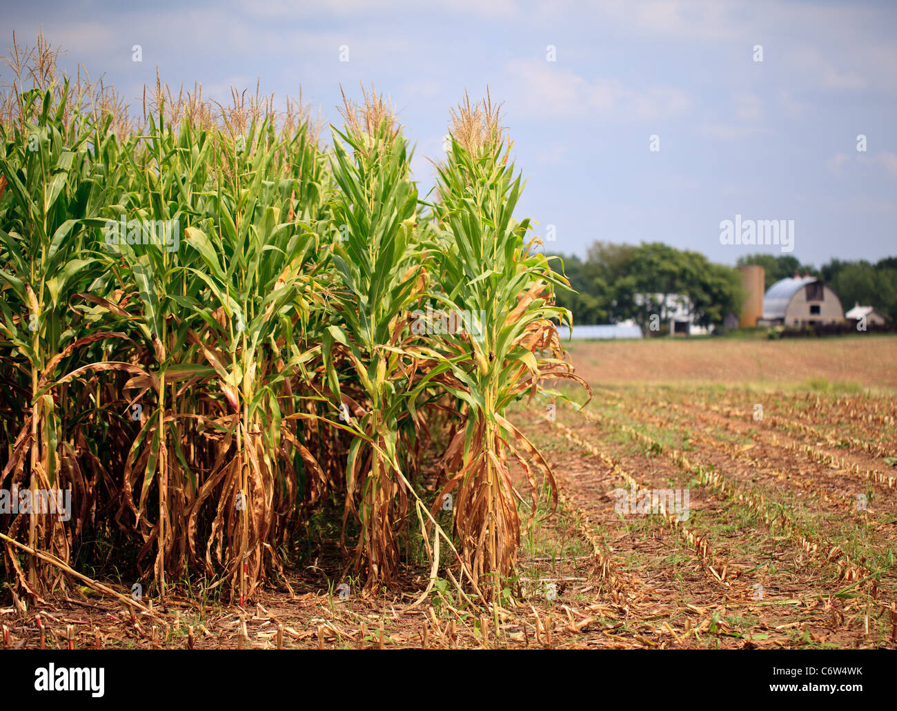 Field of corn being harvested in the late summer, USA Stock Photo - Alamy