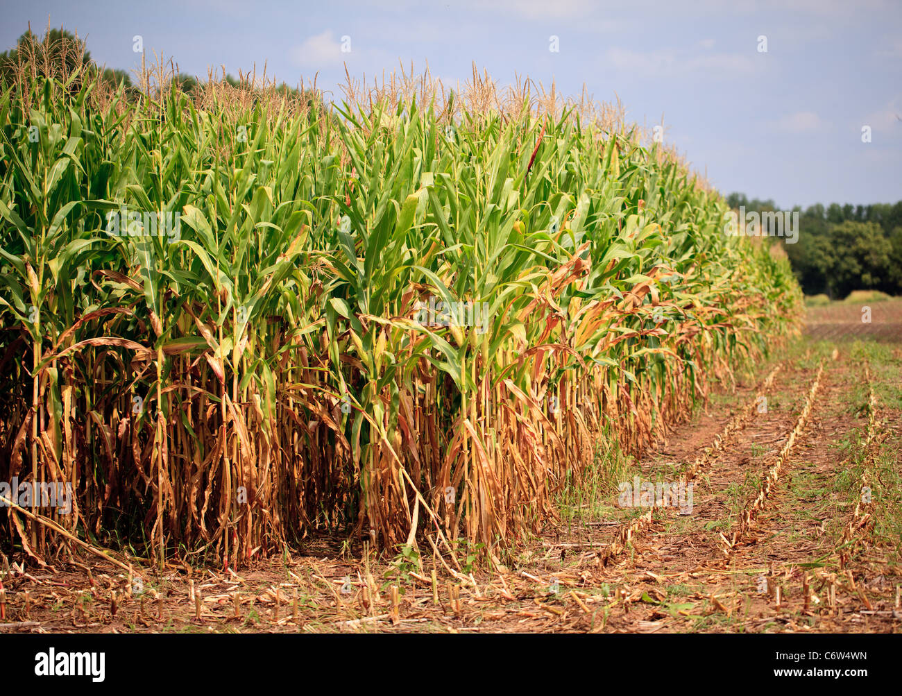 Field corn being harvested in hi-res stock photography and images - Alamy