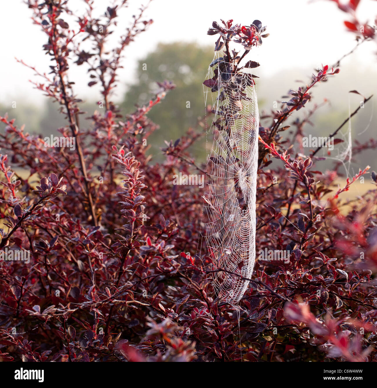 Silky net bush hi-res stock photography and images - Alamy