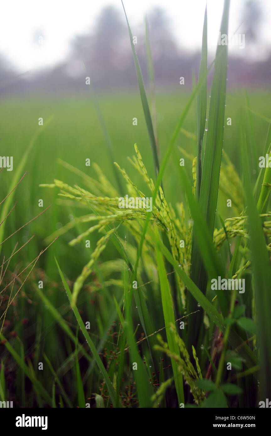 Rice Paddy Close-up Stock Photo - Alamy