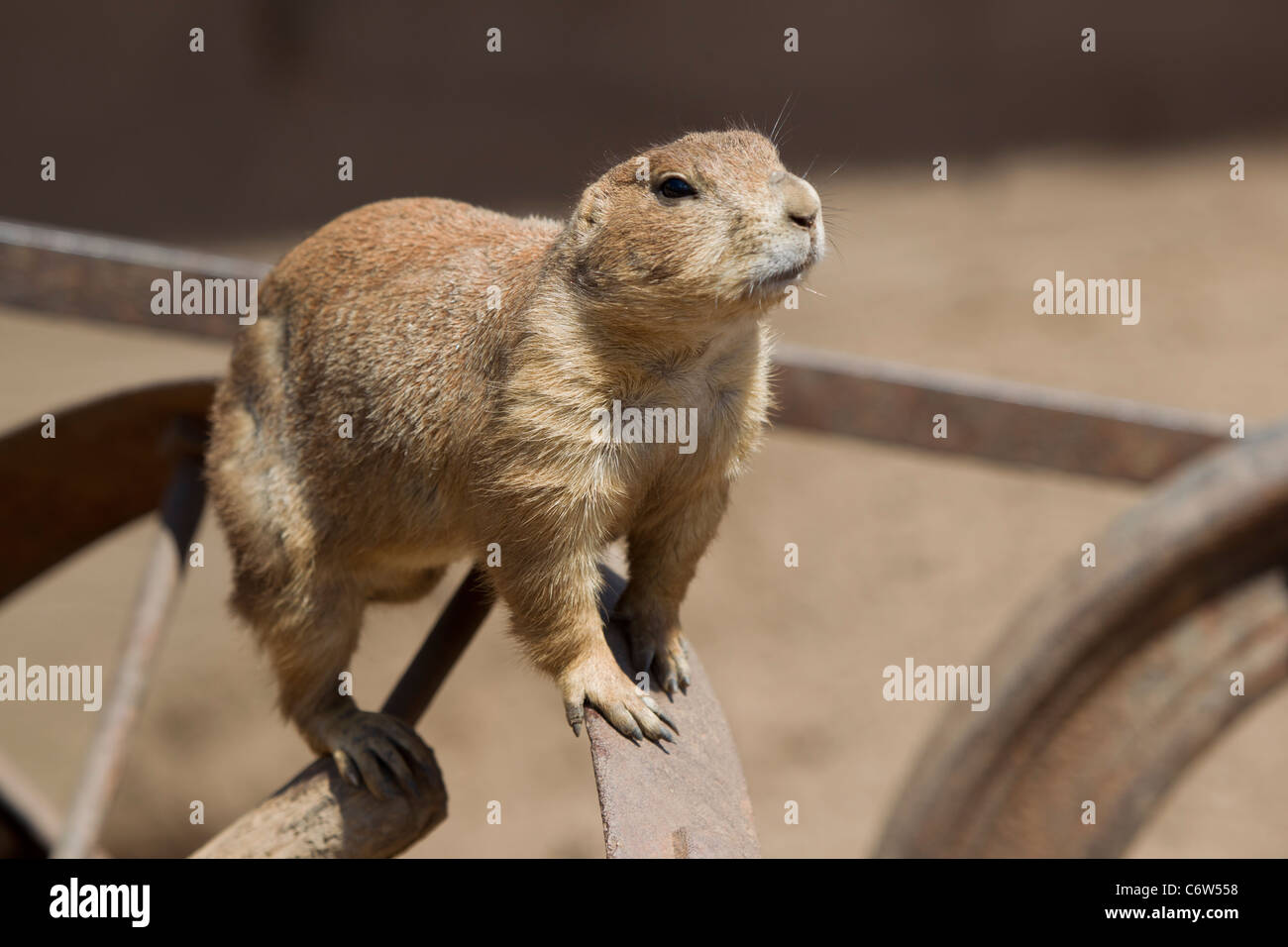 Squirrel wheel hi-res stock photography and images - Alamy