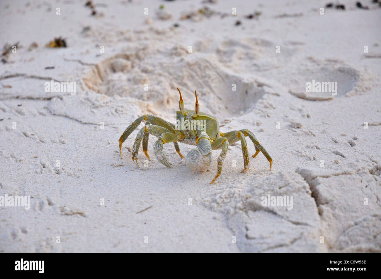Horned ghost crab hi-res stock photography and images - Alamy