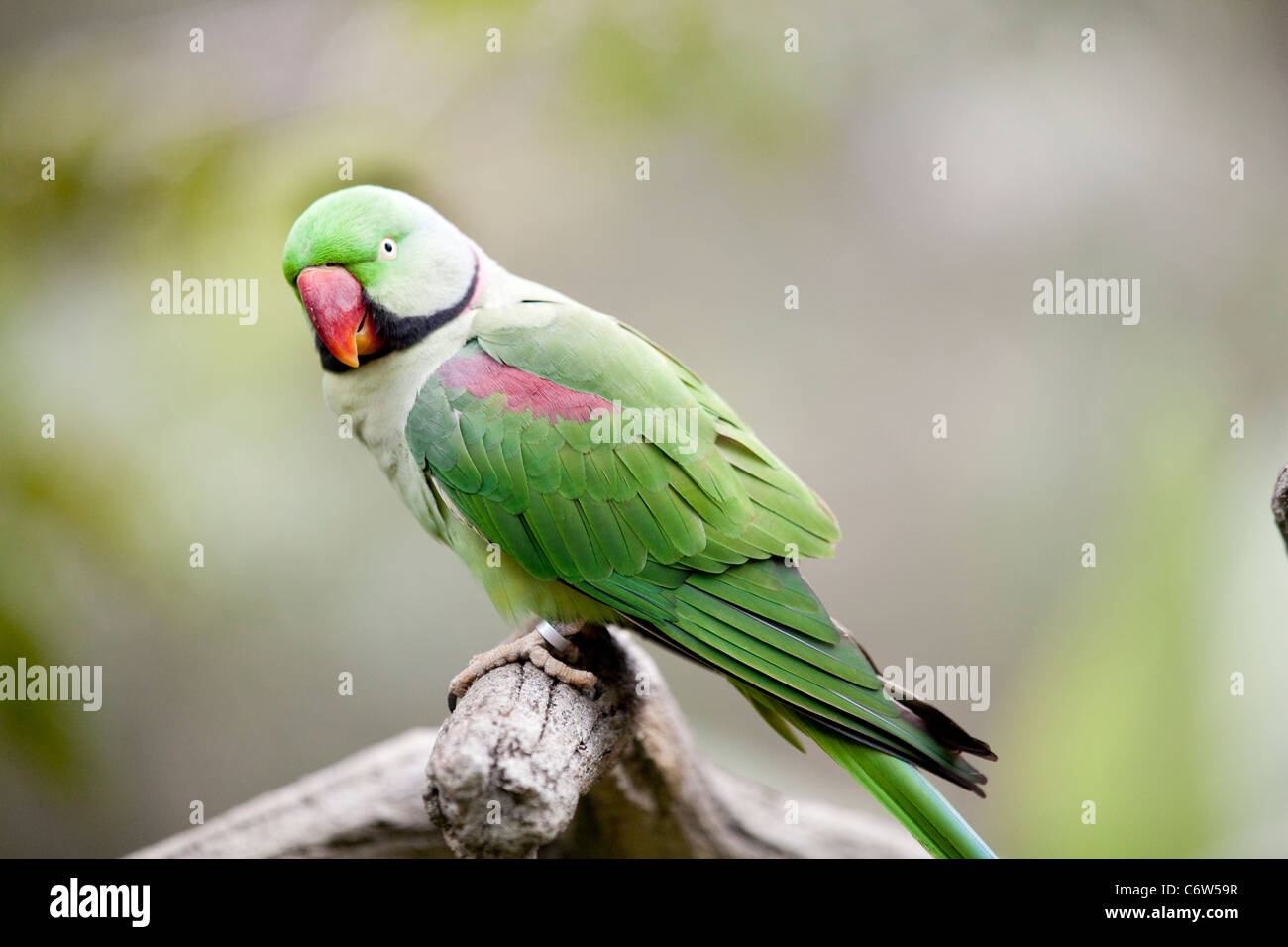 Alexandrine Parakeet (Psittacula eupatria) Perched on a tree branch in ...