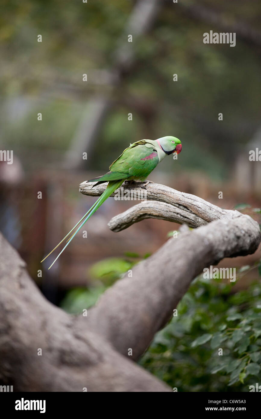 Green alexandrine parakeet hi-res stock photography and images - Alamy