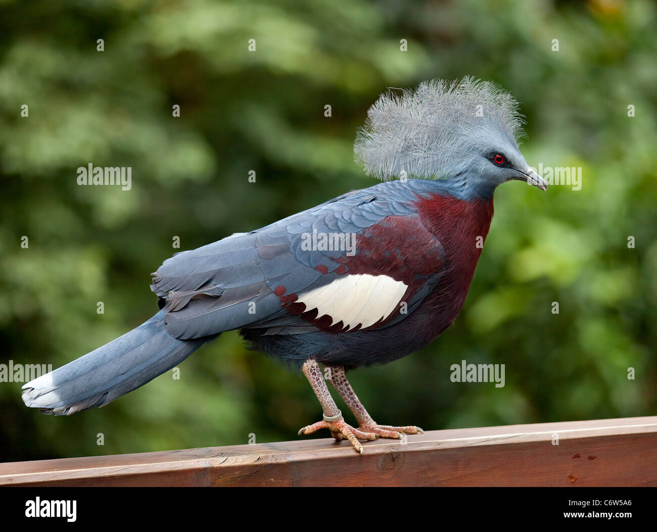 Victoria crowned pigeon and hong kong hi-res stock photography and ...