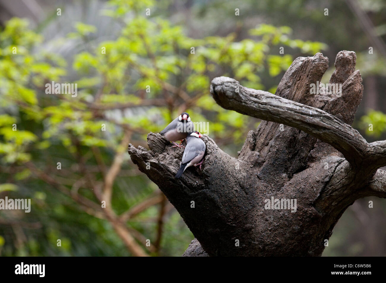 Java Sparrow (Padda oryzivora) Perched on a tree branch in the Hong ...