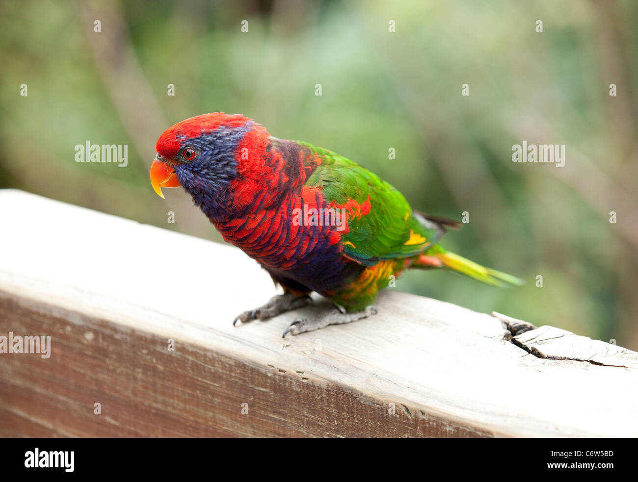 Nicobar parakeet hi-res stock photography and images - Alamy