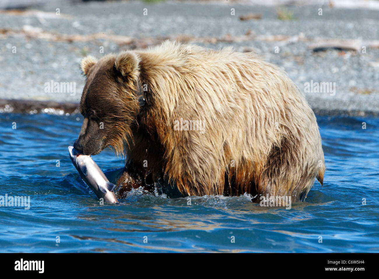 North American brown bear, sow fishing along the banks of Skilak Lake ...