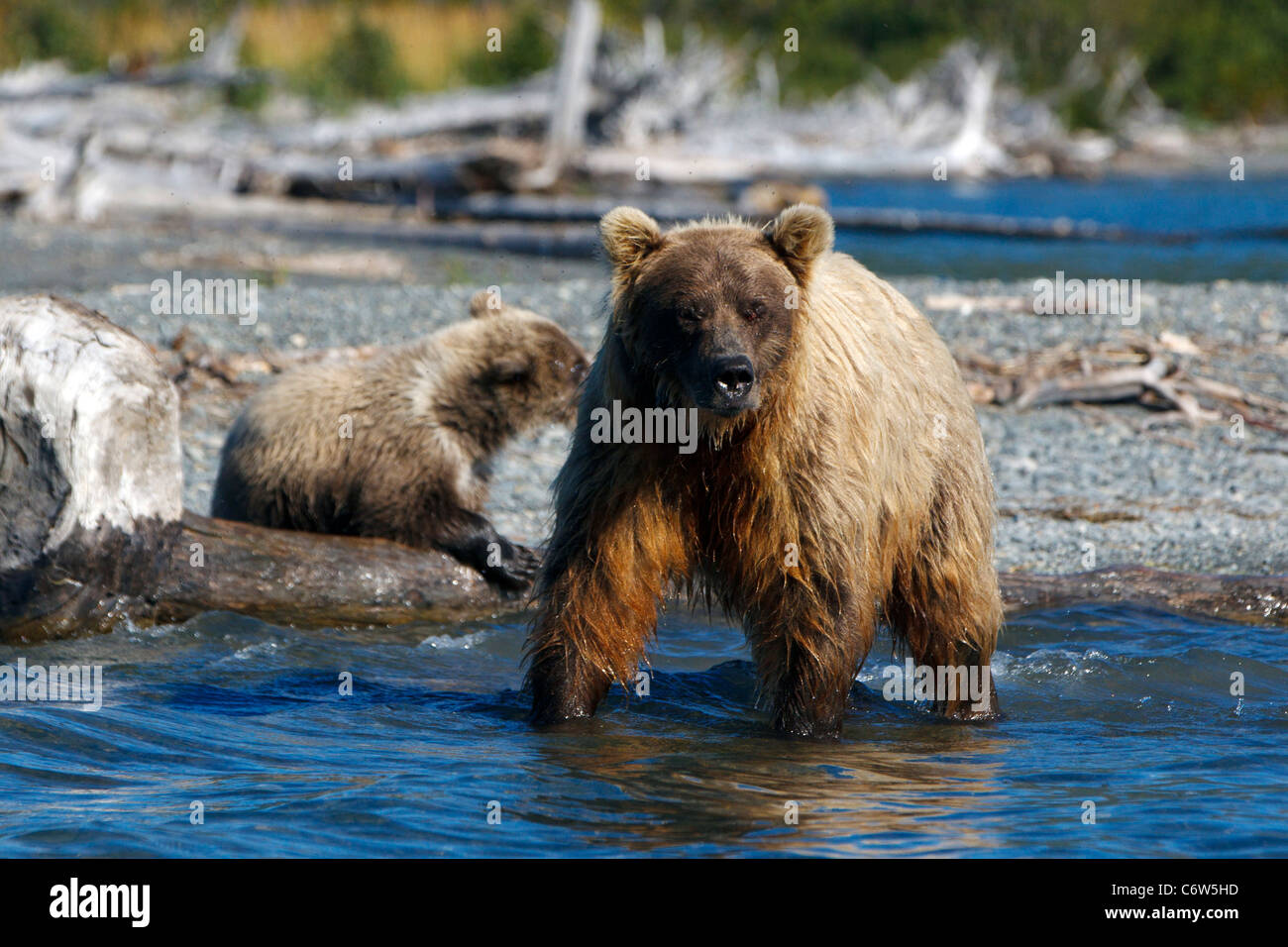 North American brown bear sow and cub walking along Skilak Lake, Kenai ...