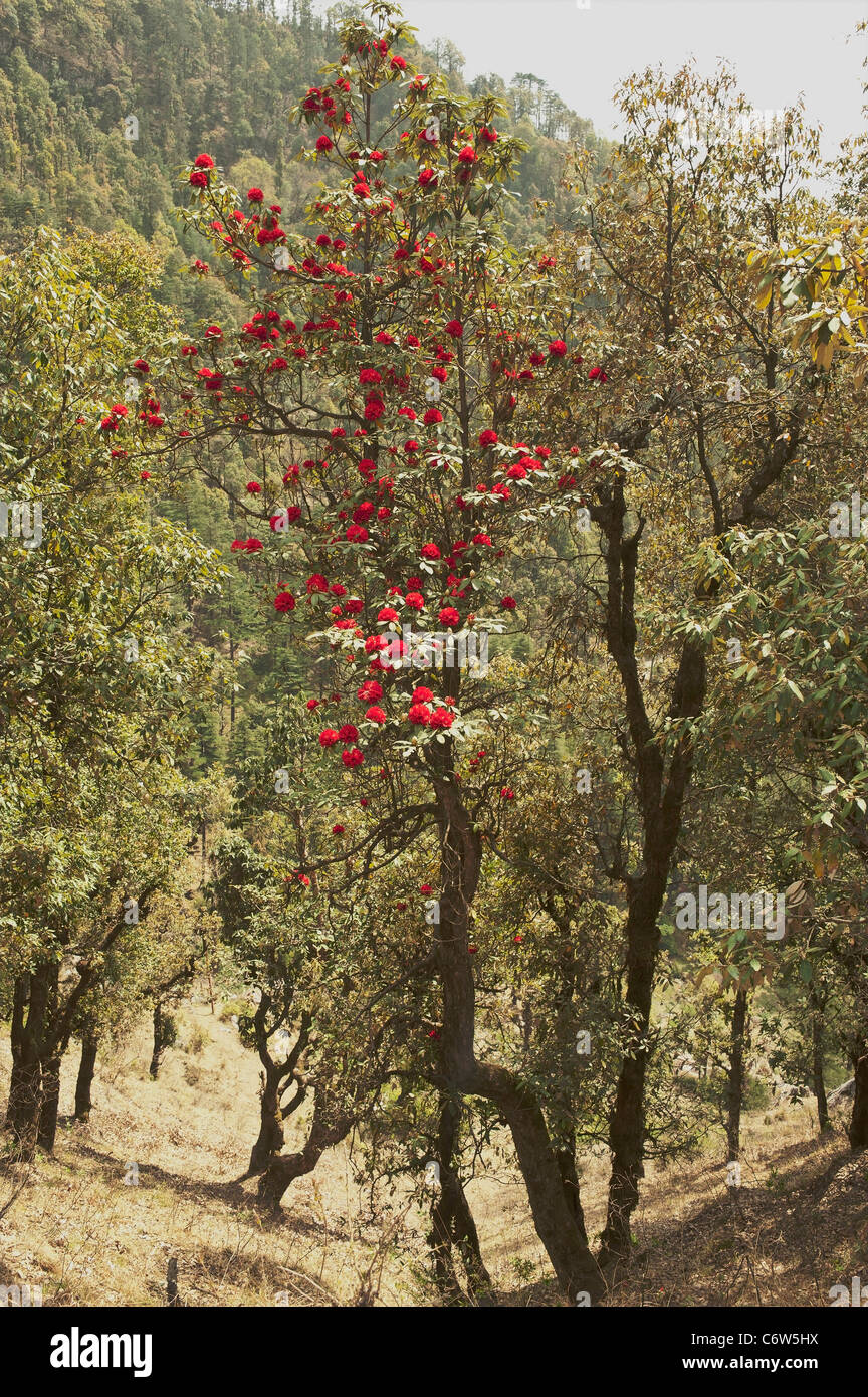 Eye catching greens hi-res stock photography and images - Alamy