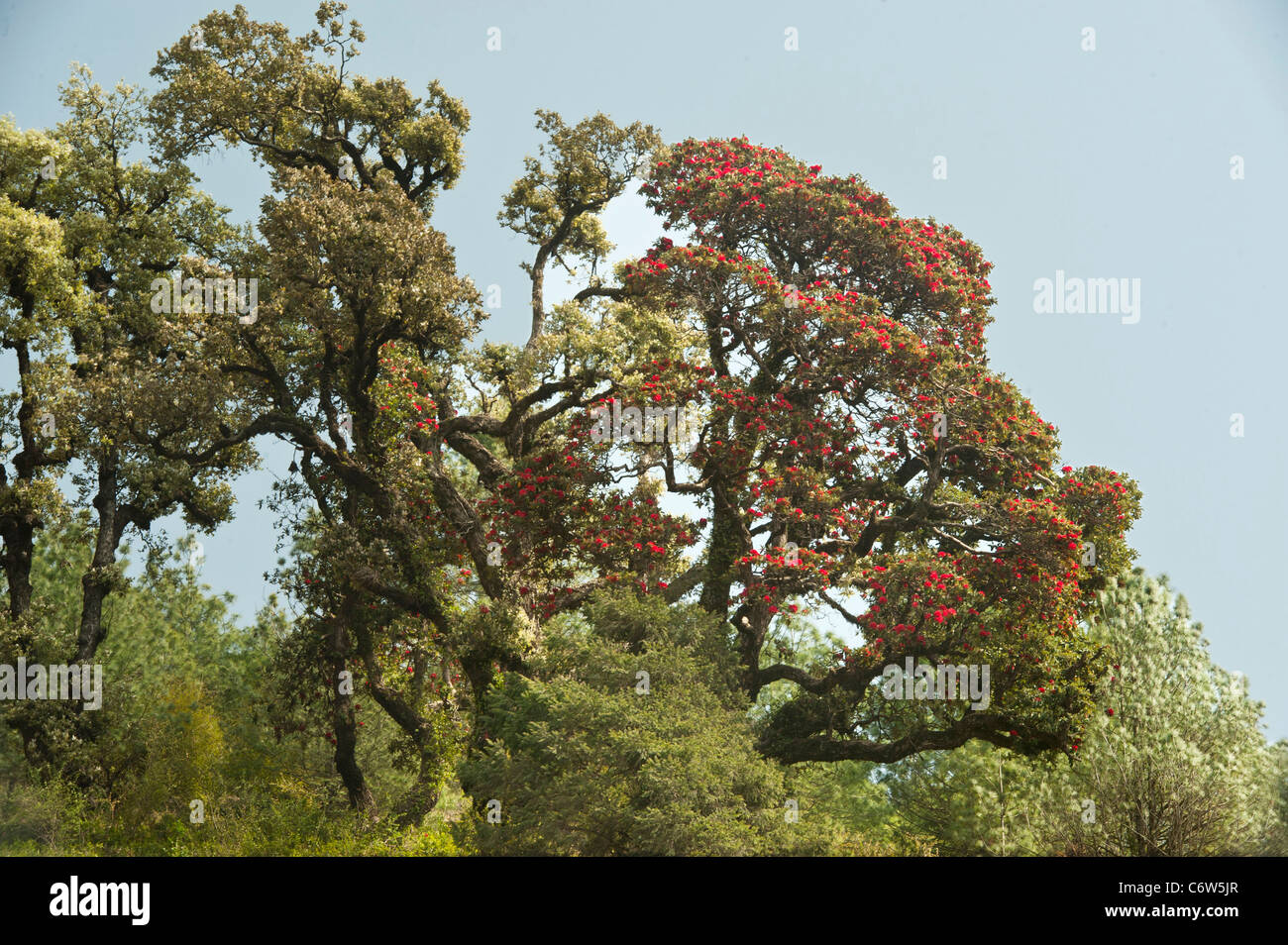Red rhododendrons hi-res stock photography and images - Alamy