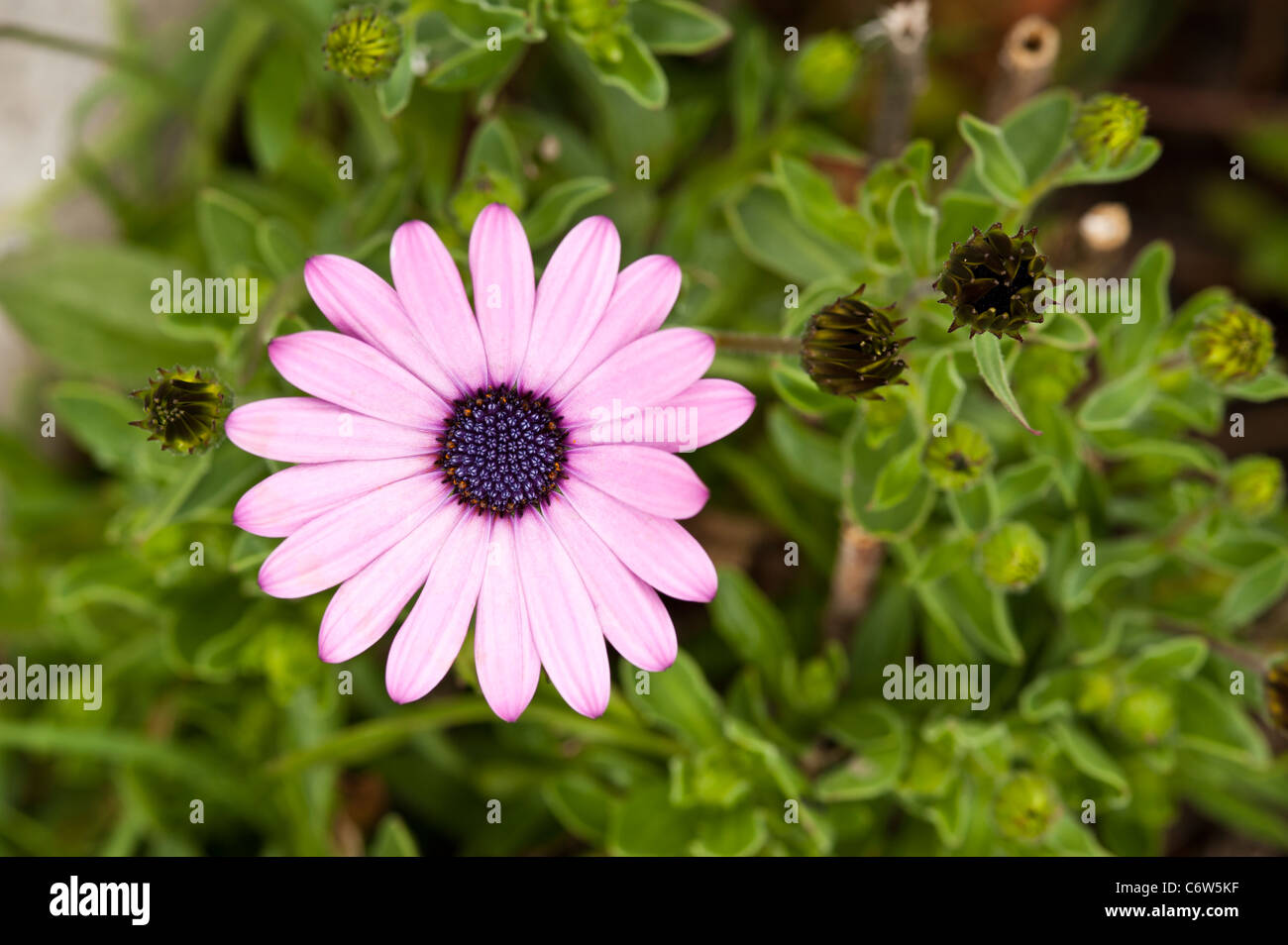 Image of purple daisy flower hi-res stock photography and images - Alamy