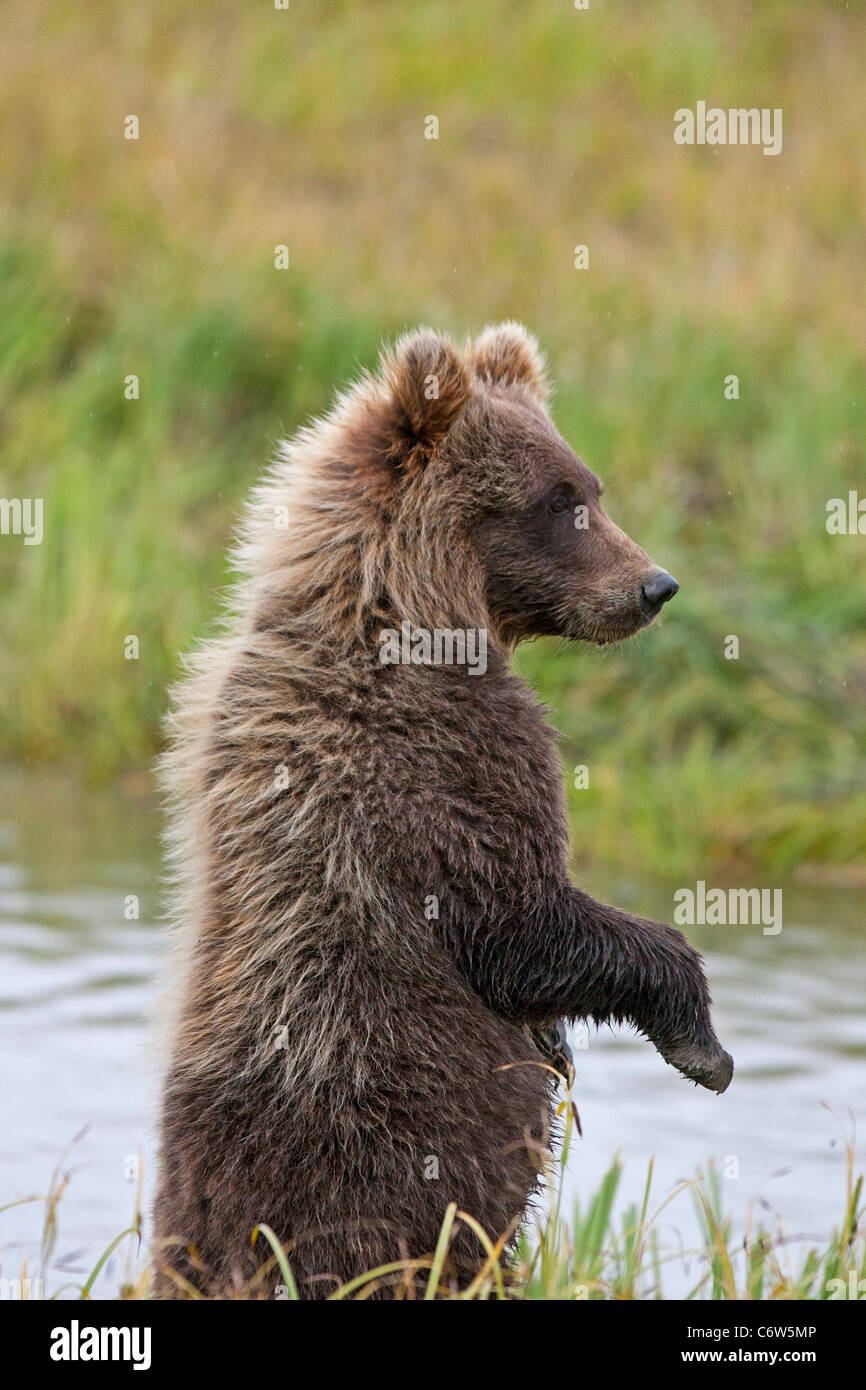 North american brown bear vertical hi-res stock photography and images ...
