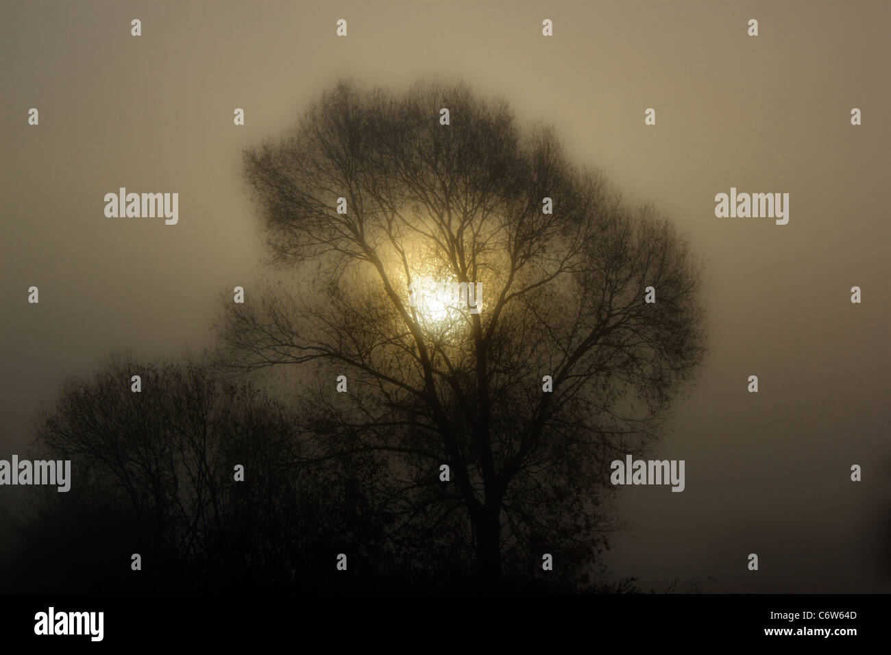 Early morning sun in the fog, seen through the tree Stock Photo - Alamy