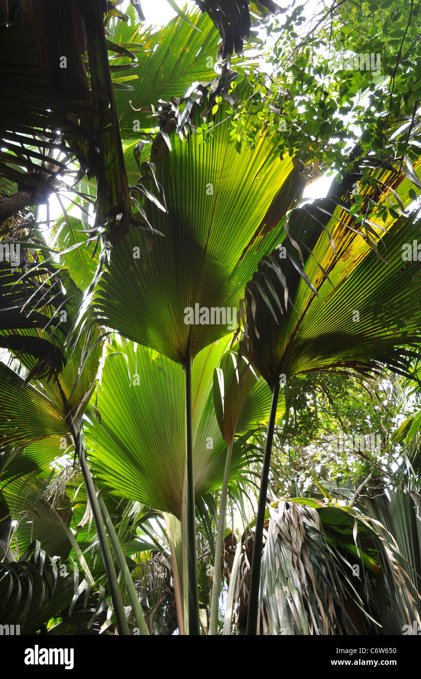 Palms of Coco de Mer (Lodoicea maldivica) in Vallée de Mai Nature ...