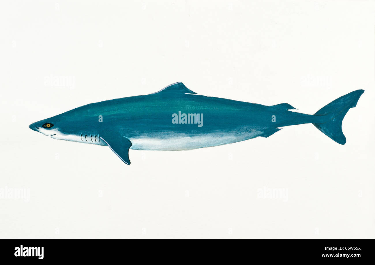 Little sleeper shark somniosus rostratus hi-res stock photography and ...