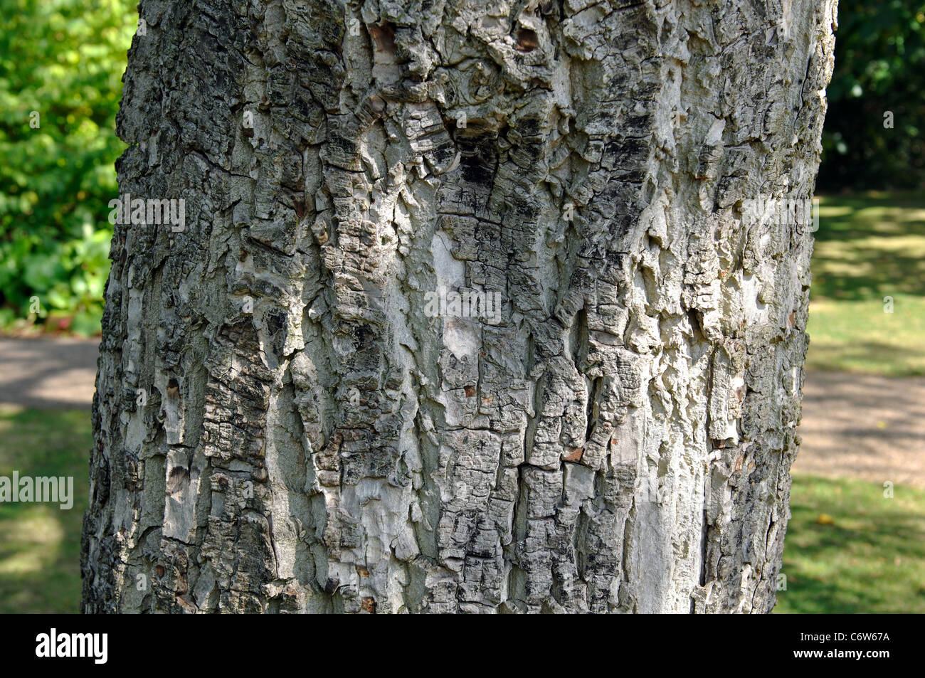Walnut Tree Bark High Resolution Stock Photography and Images - Alamy