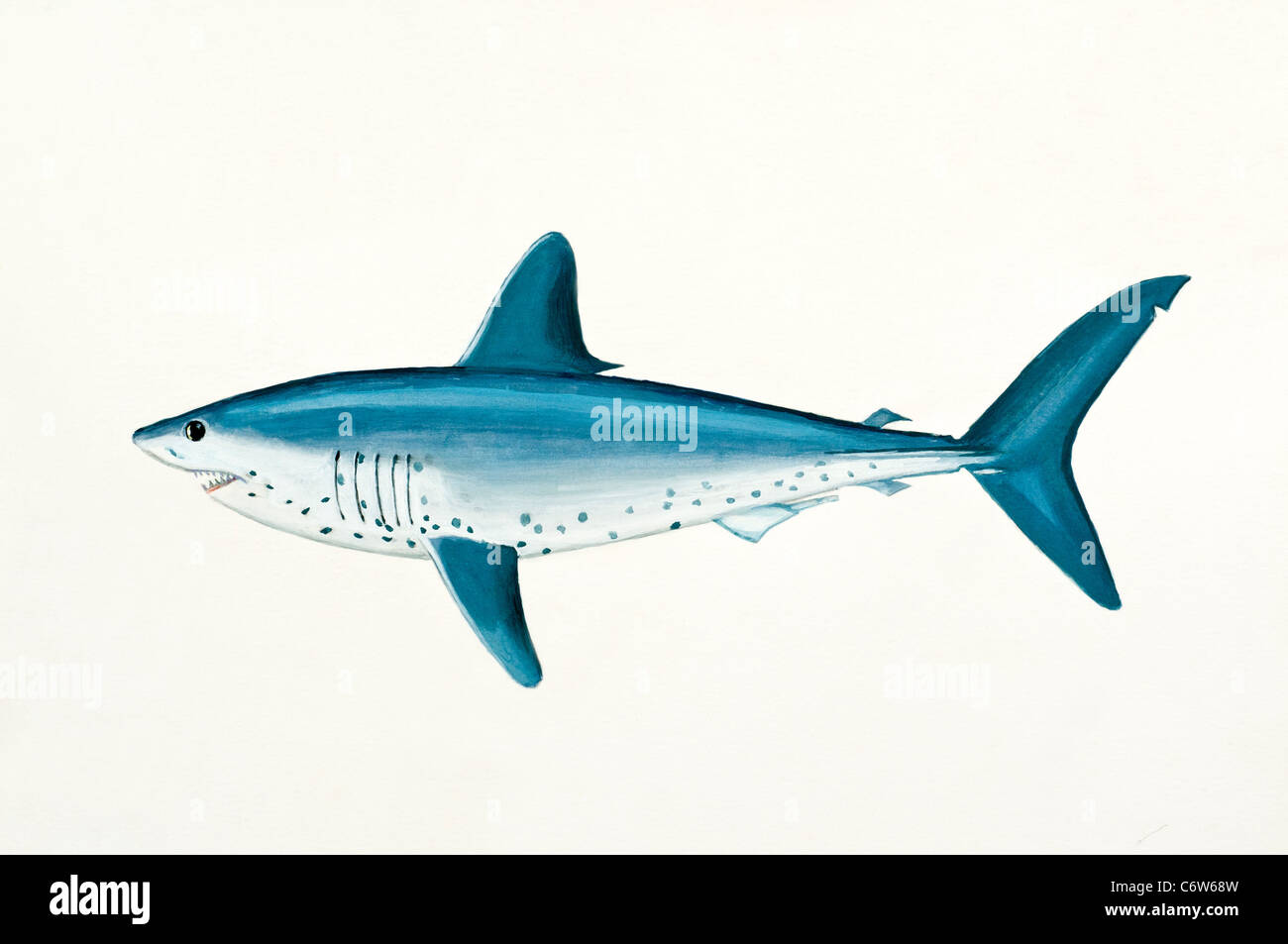 Salmon shark hi-res stock photography and images - Alamy