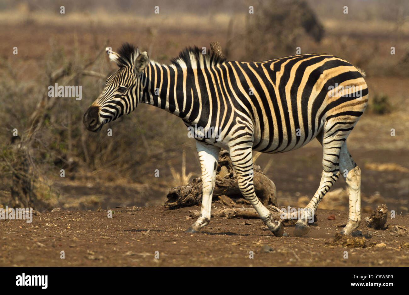 Zebra neck hi-res stock photography and images - Alamy