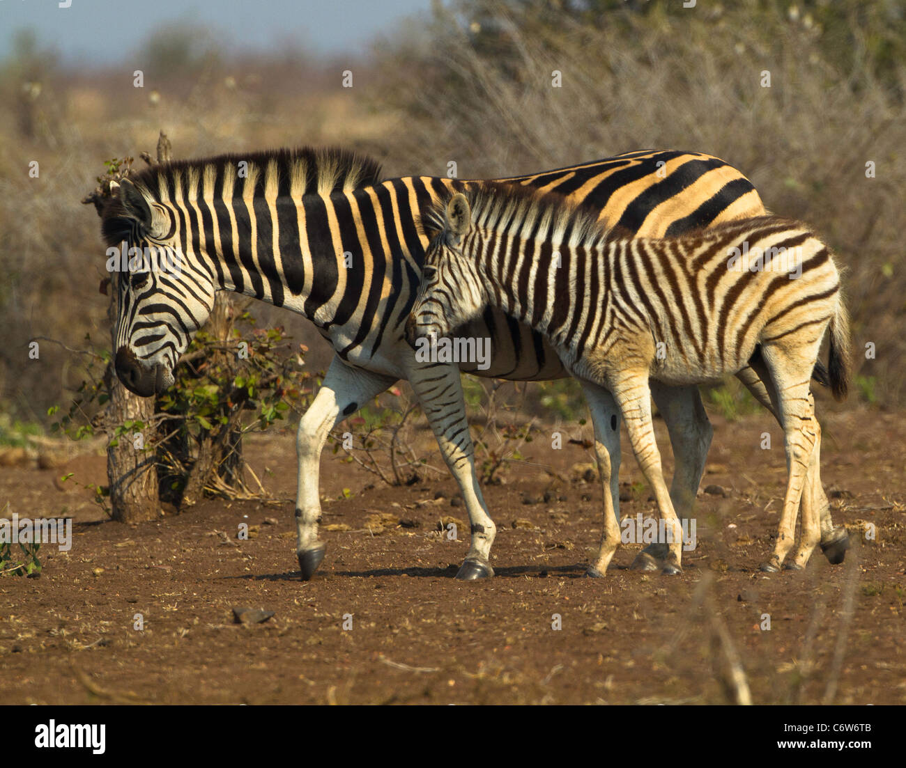 zebra with young Stock Photo - Alamy