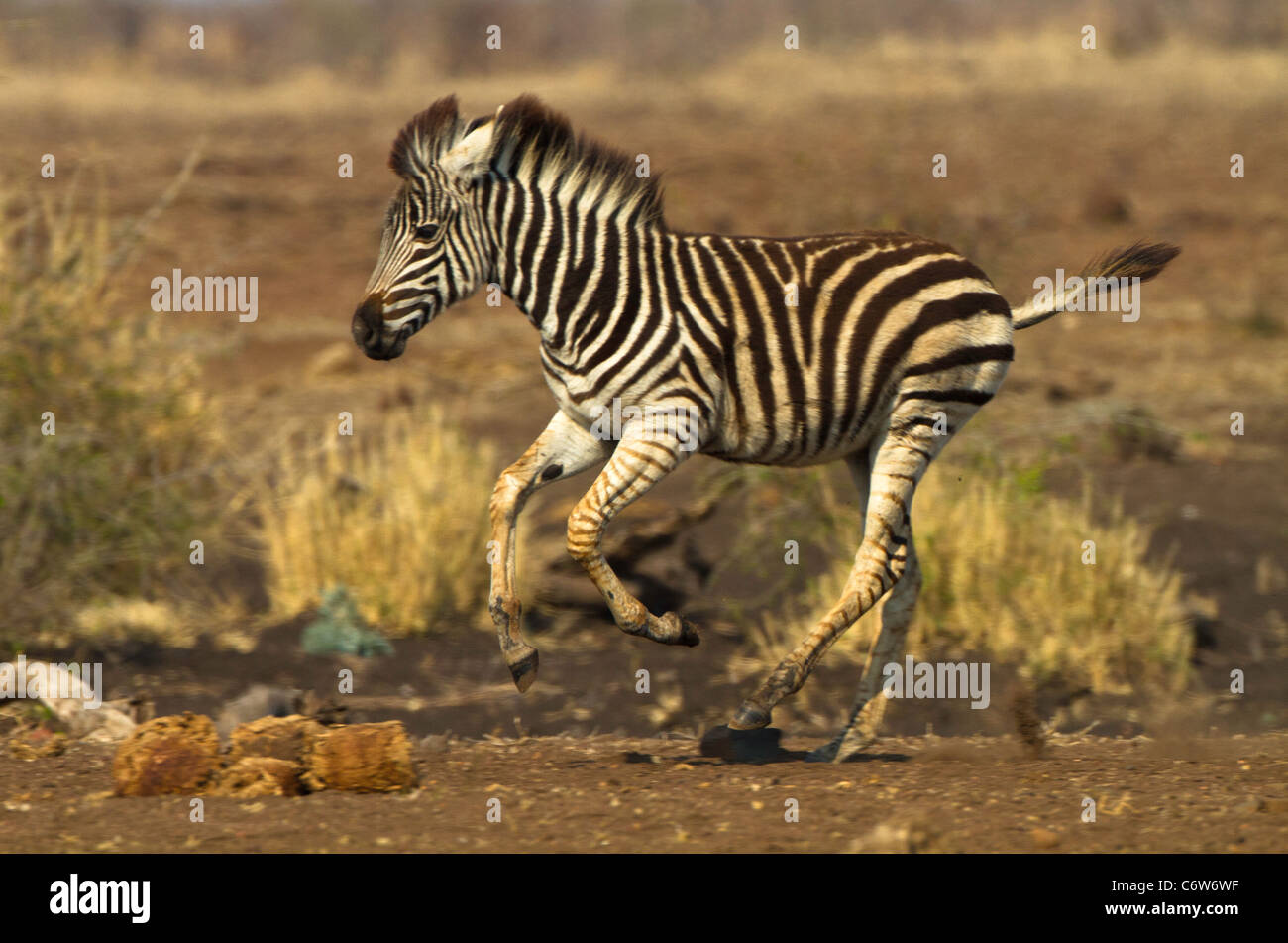 zebra young running Stock Photo - Alamy